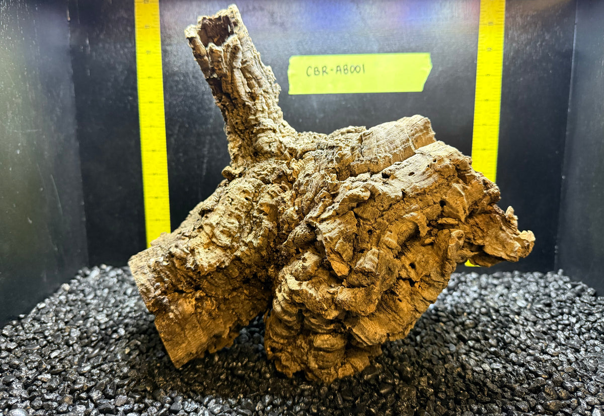 Corkbark Round | Show-Piece | #CBR-AB001 – Pet World Lawrence Online